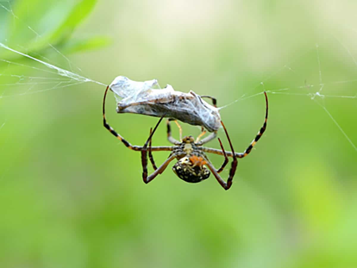 Are You Scared of Spiders?