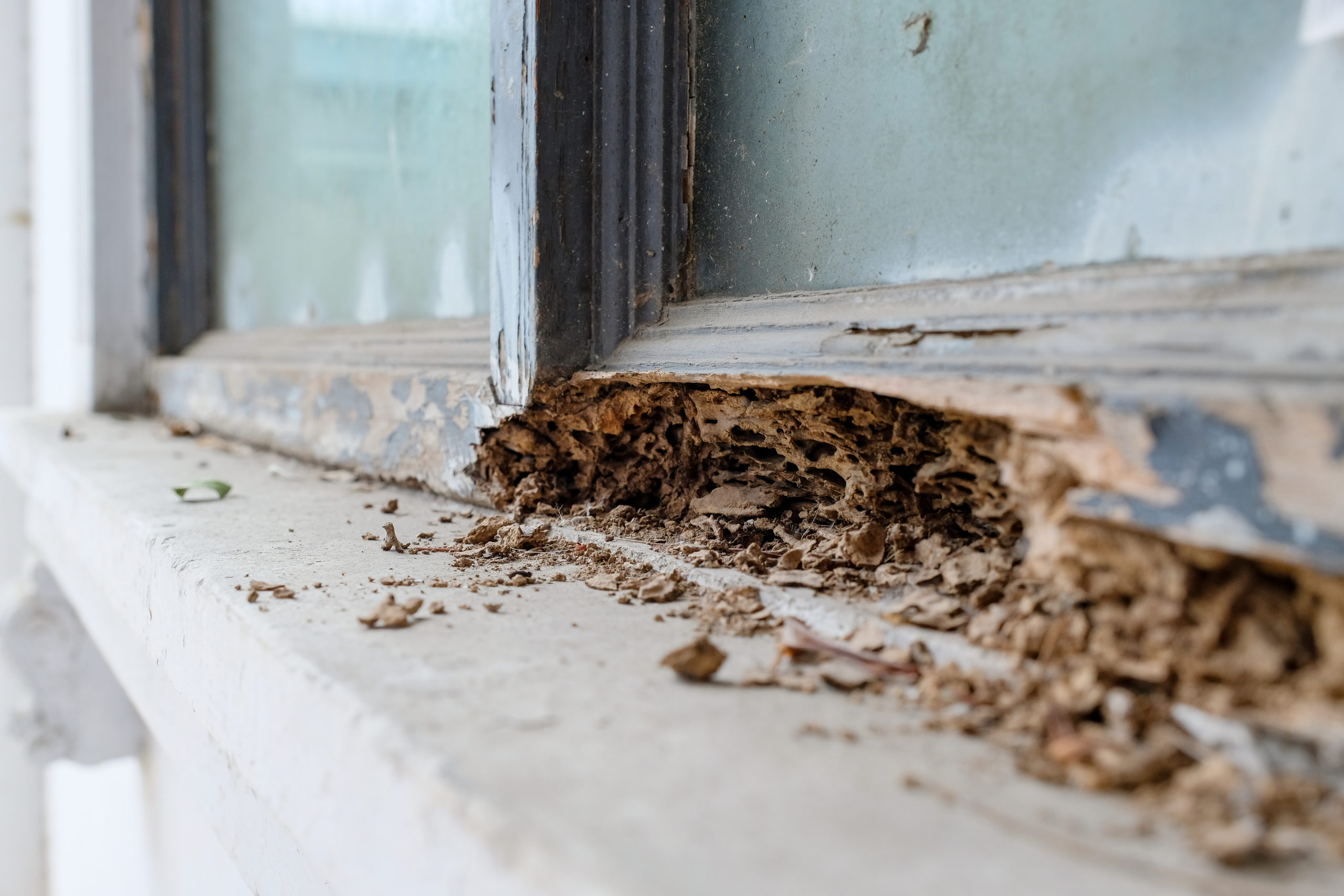 The Importance Of Preventative Pest Control - Green Army