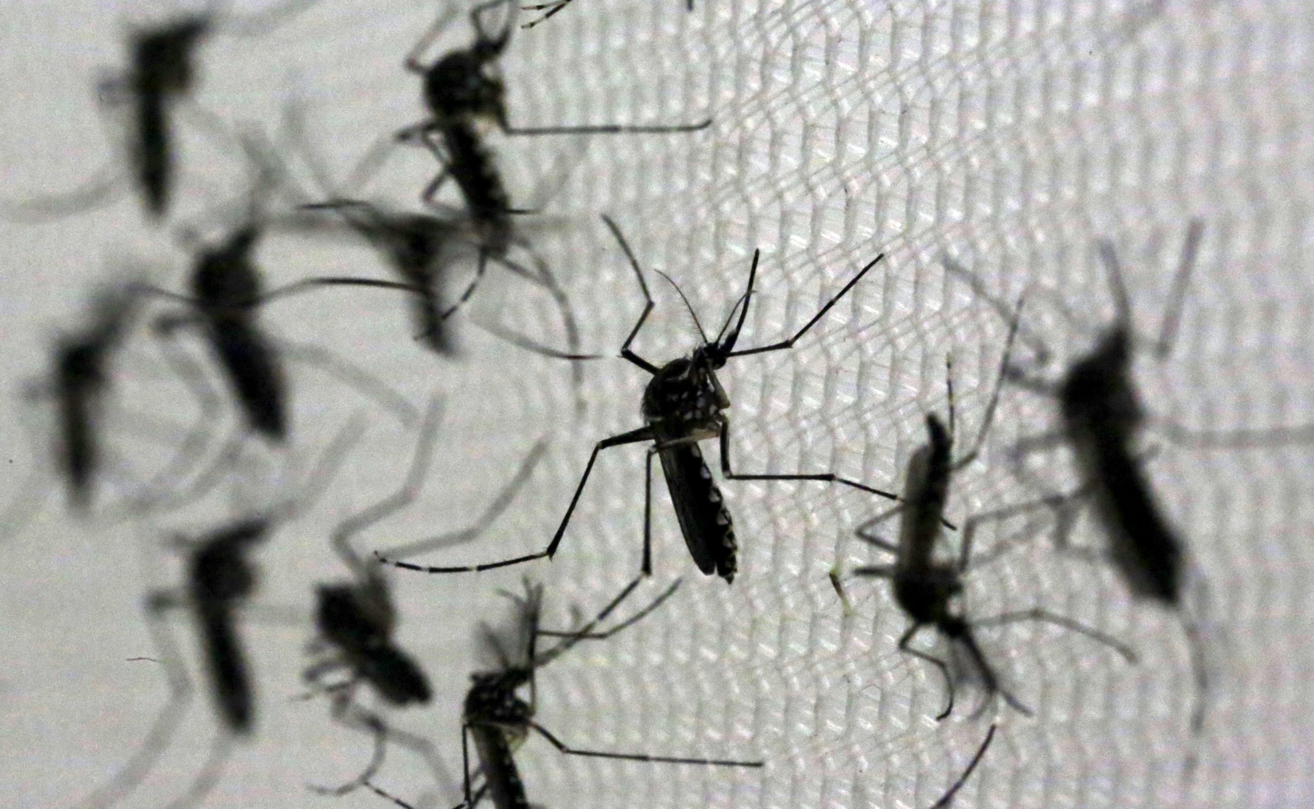 Commonly Asked Questions About Mosquito Control - Green Army