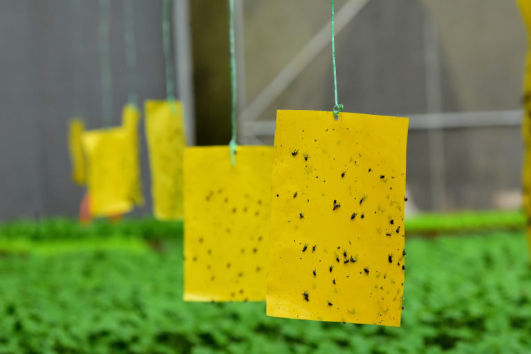 What is Integrated Pest Management (IPM)? - Green Army