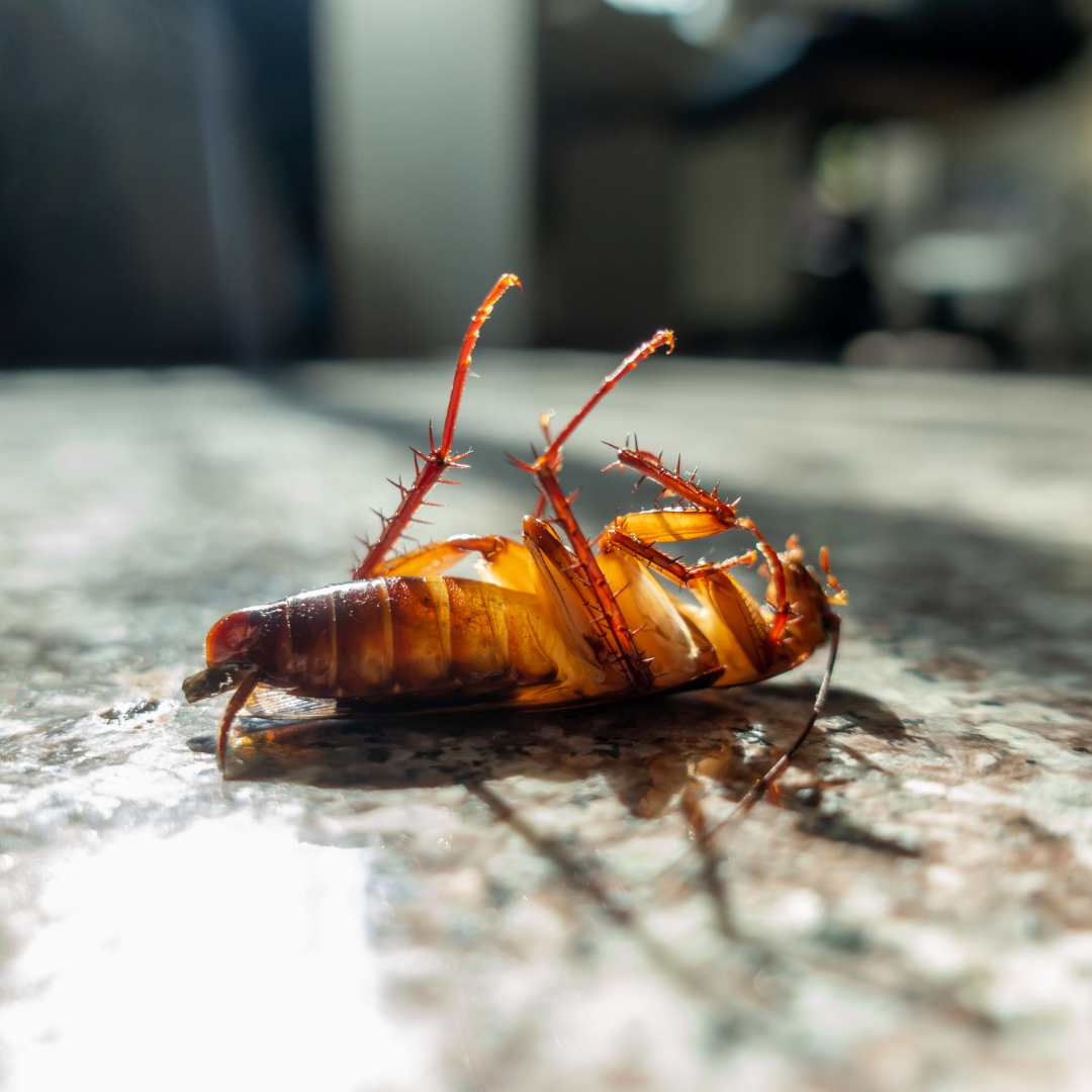 The Top 5 Household Pests and How to Get Rid of Them - Green Army