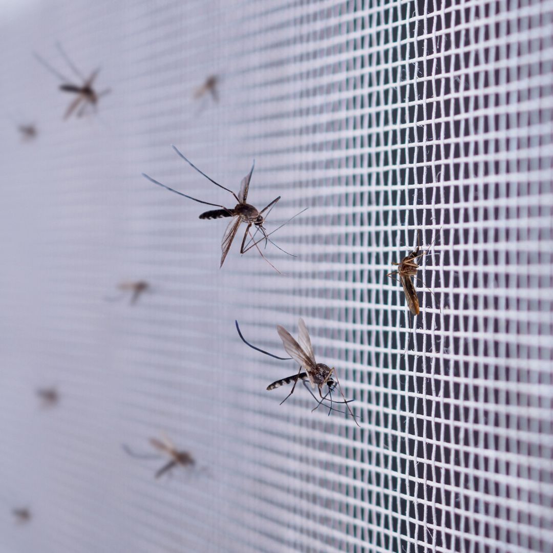 Understanding Mosquito Infestations - Green Army