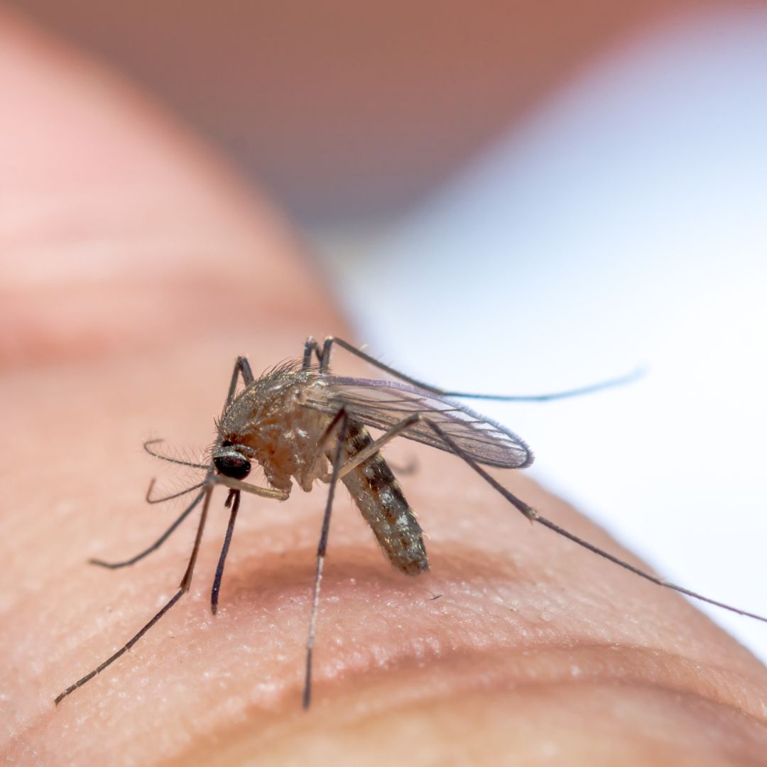 Mastering Mosquito Defense: Strategies for a Mosquito-Free Environment ...