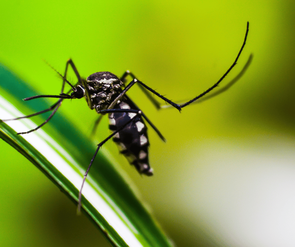 The Ultimate Guide to Mosquito Control - Green Army