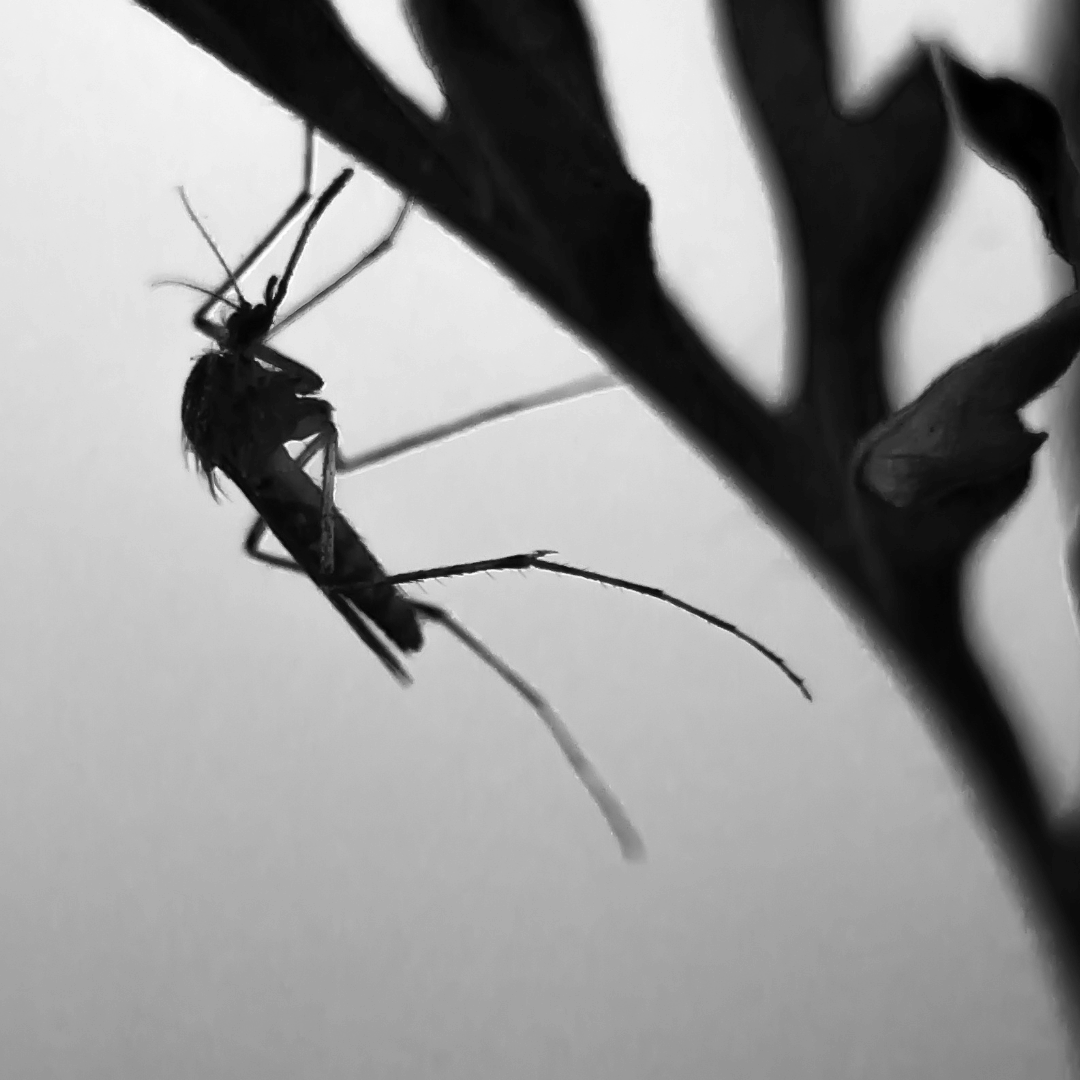 Best Ways to Kill Mosquitoes and Protect Your Home - Green Army